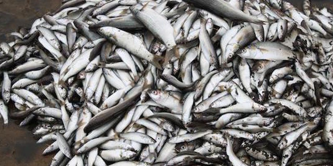 Fish quota auction raises N$630m | Windhoek Observer | News Stand