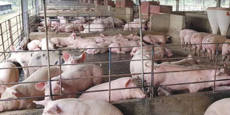 Pig Farming: An Untapped Industry in Namibia – Windhoek Observer