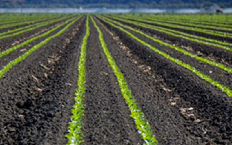 German company to expand biochar production – WINDHOEK OBSERVER