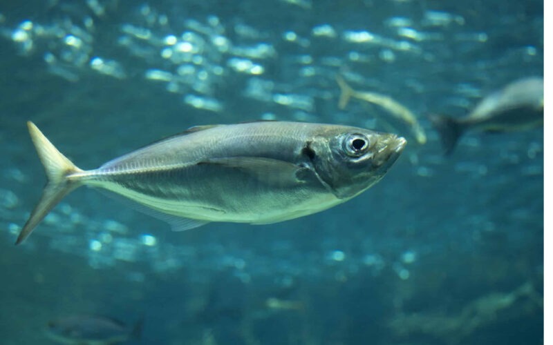 Oceana’s landing increased by 40% in Namibia – WINDHOEK OBSERVER